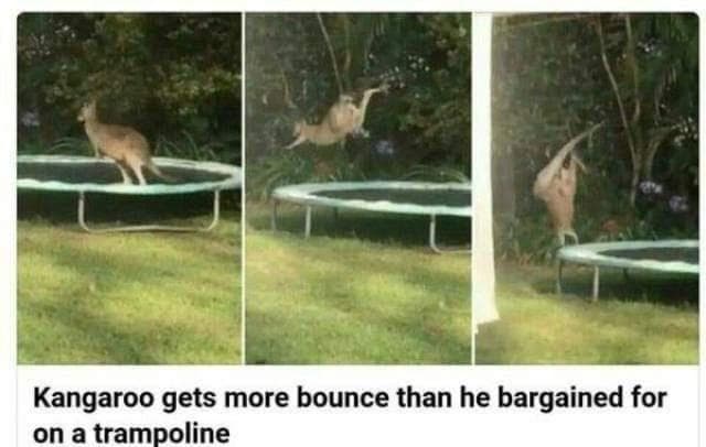The 23 Funniest Kangaroo Memes, Ranked
