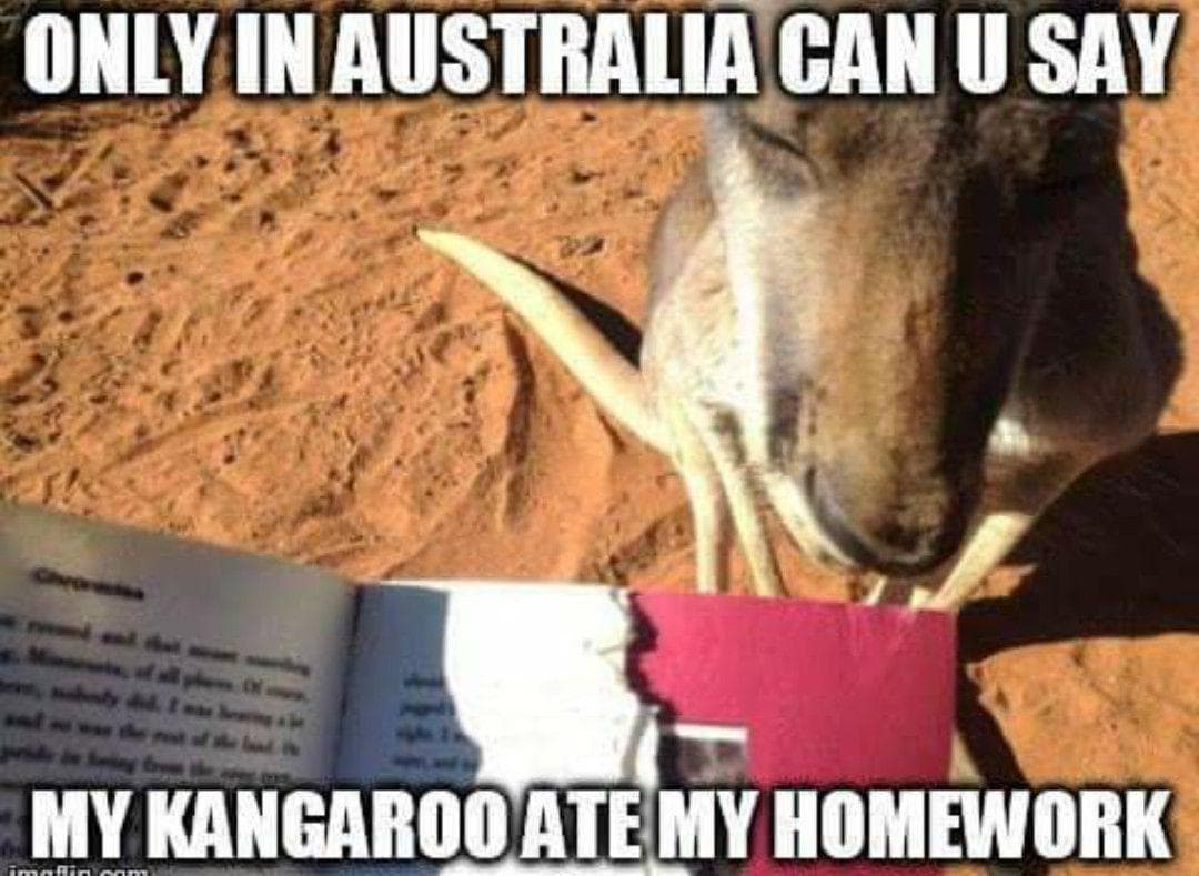 The 23 Funniest Kangaroo Memes, Ranked