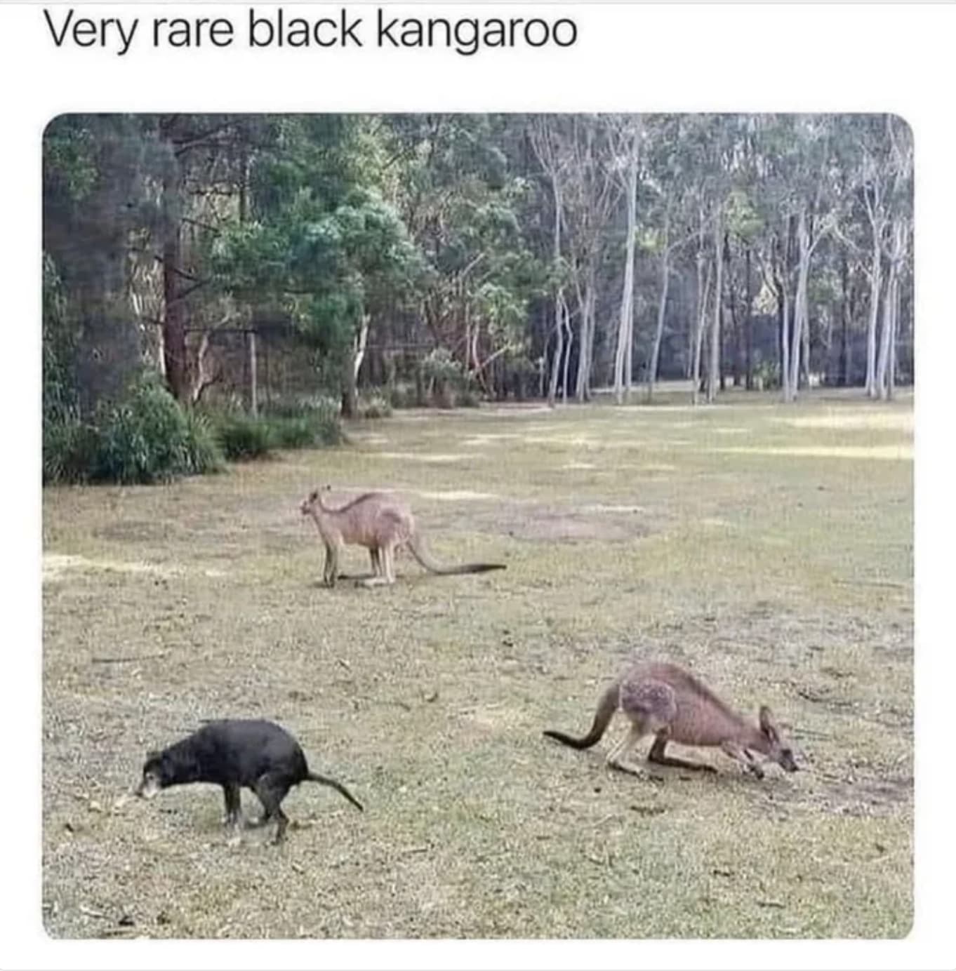 The 23 Funniest Kangaroo Memes, Ranked