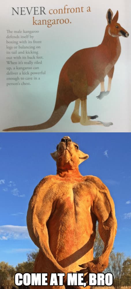 The 23 Funniest Kangaroo Memes, Ranked