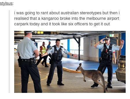 The 23 Funniest Kangaroo Memes, Ranked