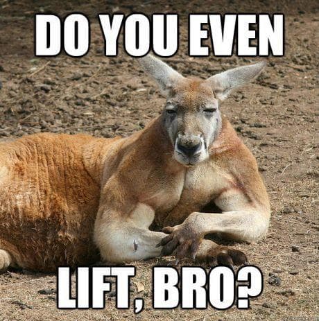 The 23 Funniest Kangaroo Memes, Ranked