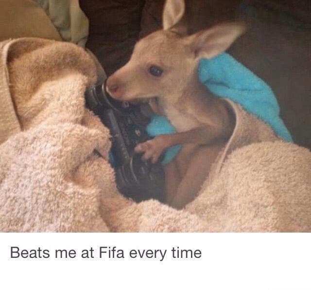 The 23 Funniest Kangaroo Memes, Ranked