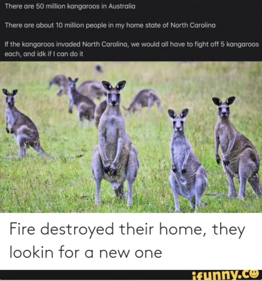 The 23 Funniest Kangaroo Memes, Ranked