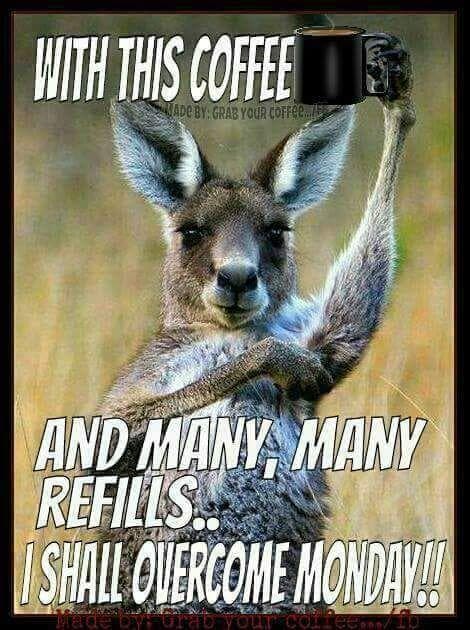 The 23 Funniest Kangaroo Memes, Ranked