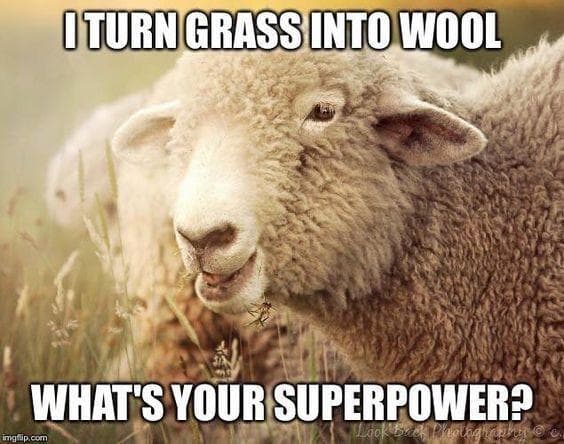 The 29 Funniest Sheep Memes, Ranked