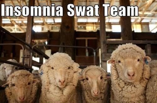 The 29 Funniest Sheep Memes, Ranked