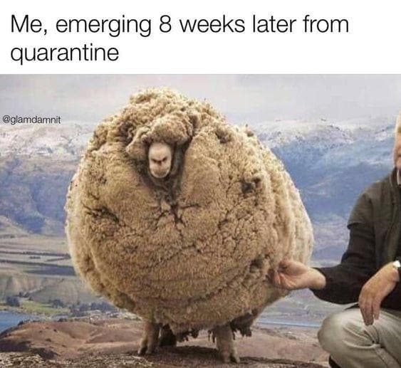 The 29 Funniest Sheep Memes, Ranked