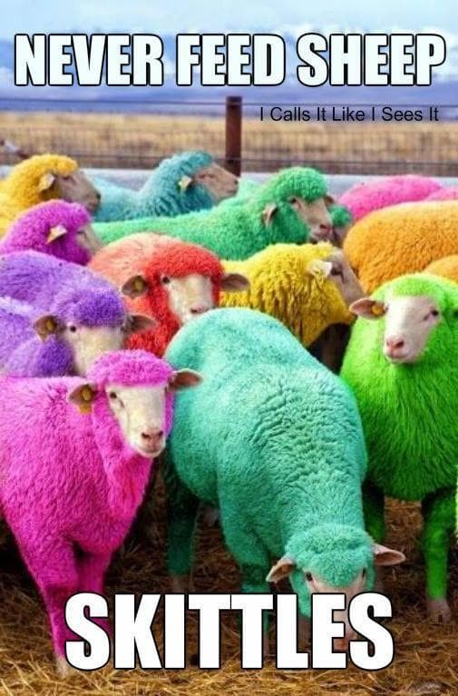 The 29 Funniest Sheep Memes, Ranked