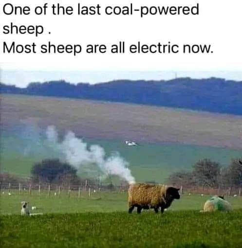 The 29 Funniest Sheep Memes, Ranked