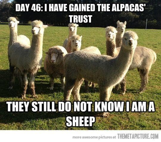 The 29 Funniest Sheep Memes, Ranked