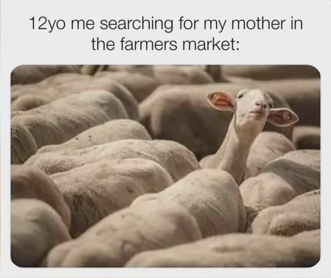 The 29 Funniest Sheep Memes, Ranked