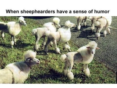 The 29 Funniest Sheep Memes, Ranked