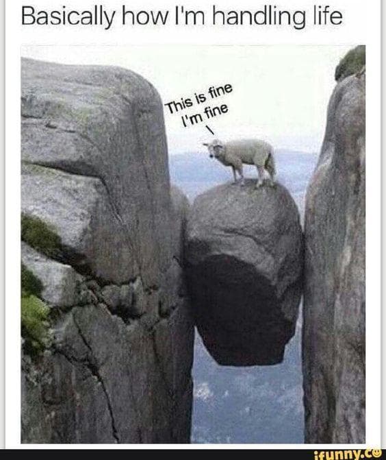 The 29 Funniest Sheep Memes, Ranked