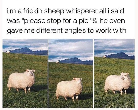 The 29 Funniest Sheep Memes, Ranked