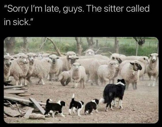 The 29 Funniest Sheep Memes, Ranked