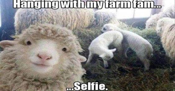 The 29 Funniest Sheep Memes, Ranked