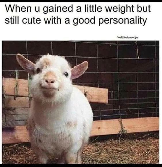 The 29 Funniest Sheep Memes, Ranked