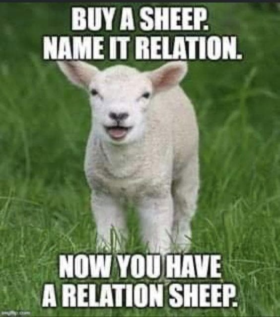 The 29 Funniest Sheep Memes, Ranked