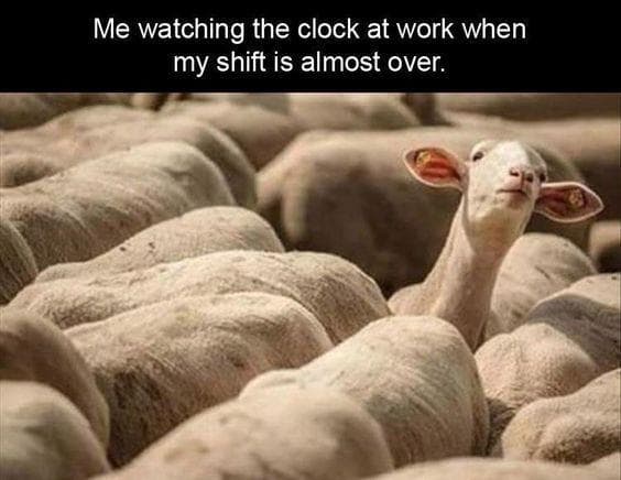 The 29 Funniest Sheep Memes, Ranked