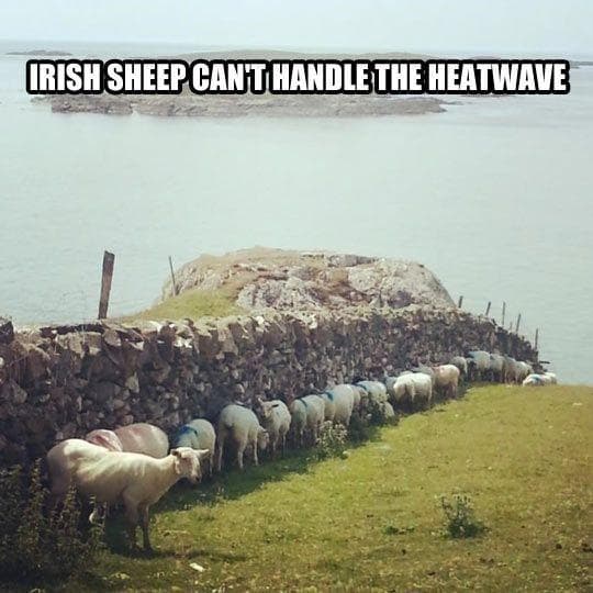 The 29 Funniest Sheep Memes, Ranked