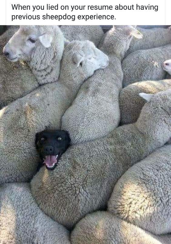 The 29 Funniest Sheep Memes, Ranked