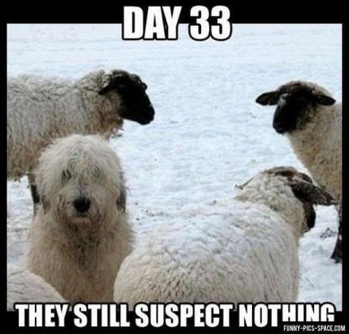 The 29 Funniest Sheep Memes, Ranked