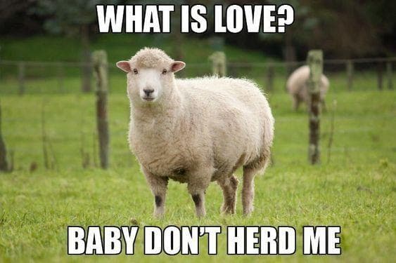 The 29 Funniest Sheep Memes, Ranked