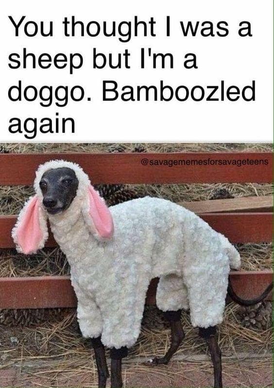 The 29 Funniest Sheep Memes, Ranked