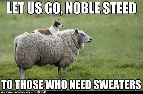 The 29 Funniest Sheep Memes, Ranked