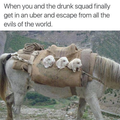 The 29 Funniest Sheep Memes, Ranked