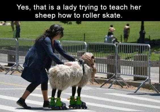 The 29 Funniest Sheep Memes, Ranked