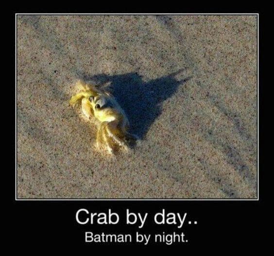 The 26 Funniest Crab Memes, Ranked