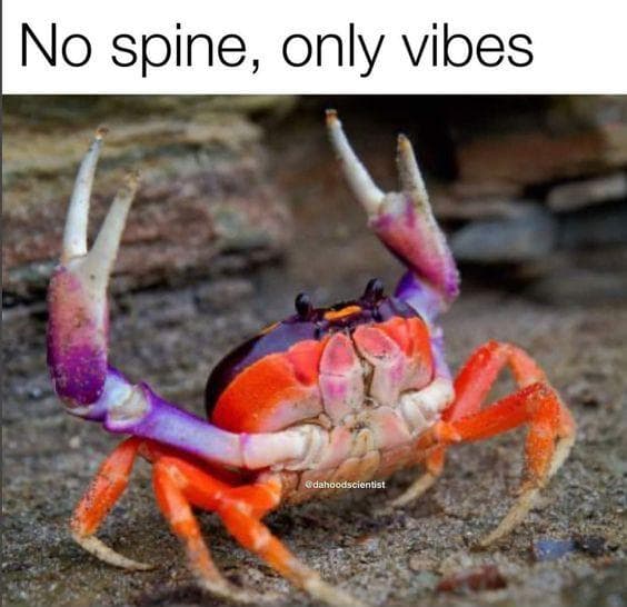 The 26 Funniest Crab Memes, Ranked