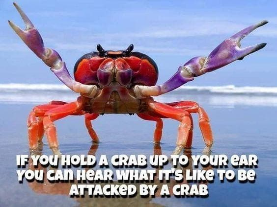 The 26 Funniest Crab Memes, Ranked