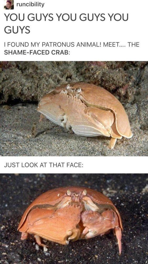 The 26 Funniest Crab Memes, Ranked