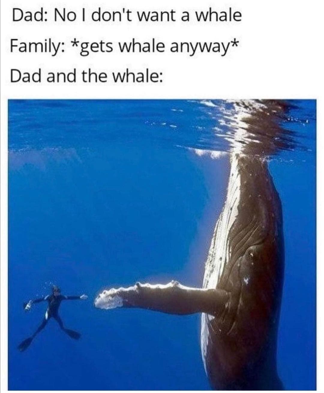 The 25 Funniest Whale Memes, Ranked