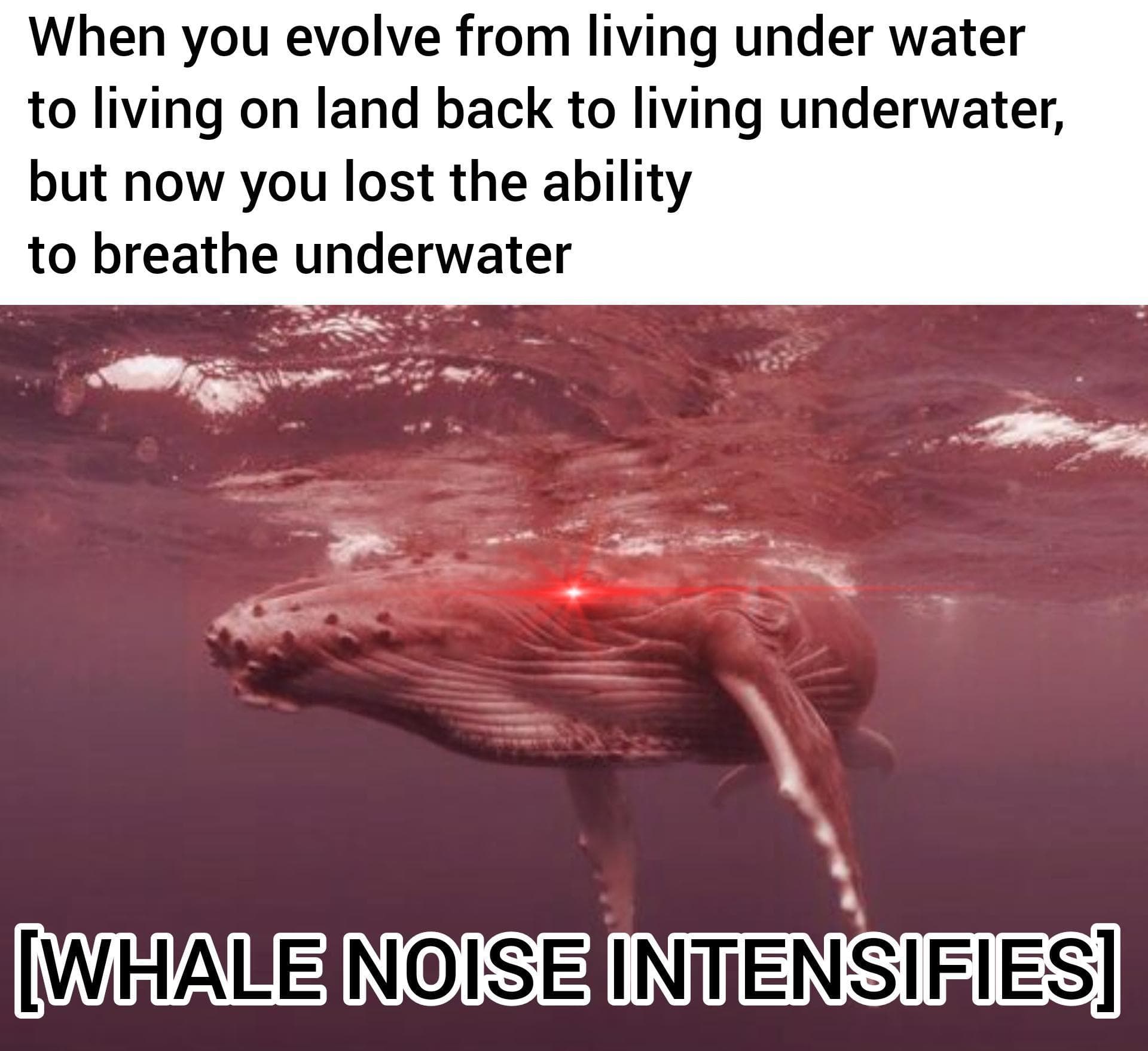 The 25 Funniest Whale Memes, Ranked