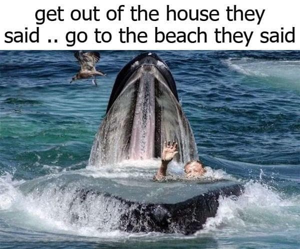 The 25 Funniest Whale Memes, Ranked