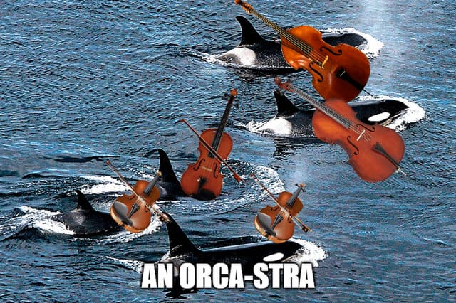 The 25 Funniest Whale Memes, Ranked