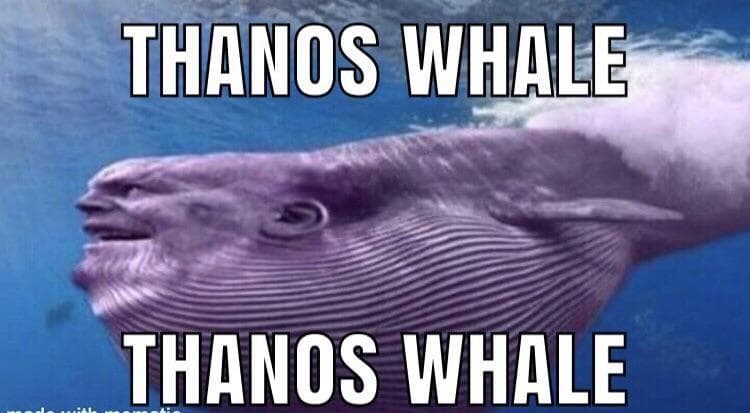 The 25 Funniest Whale Memes, Ranked