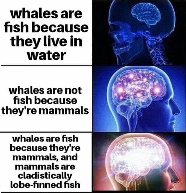 The 25 Funniest Whale Memes, Ranked