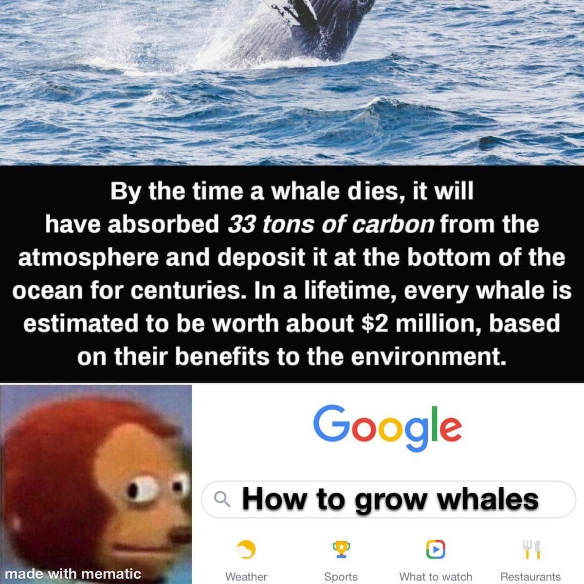 The 25 Funniest Whale Memes, Ranked