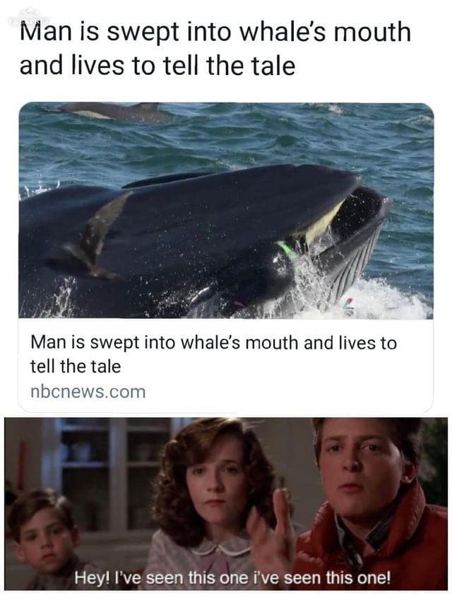 The 25 Funniest Whale Memes, Ranked
