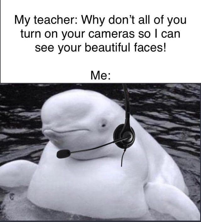 The 25 Funniest Whale Memes, Ranked