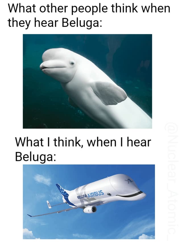 The 25 Funniest Whale Memes, Ranked