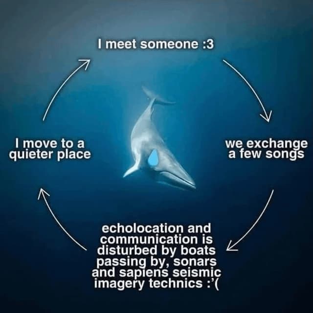 The 25 Funniest Whale Memes, Ranked