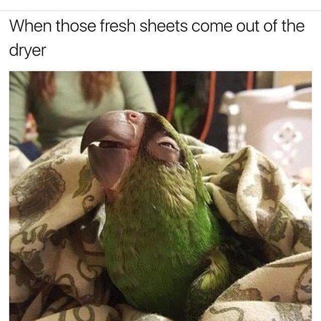 The 25 Funniest Parrot Memes, Ranked