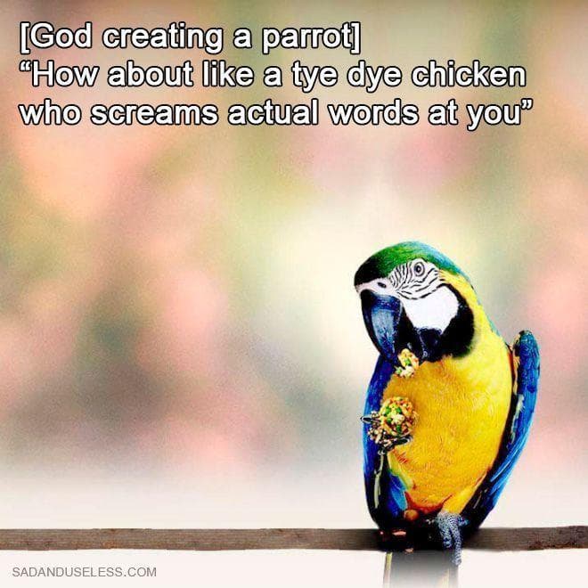 The 25 Funniest Parrot Memes, Ranked