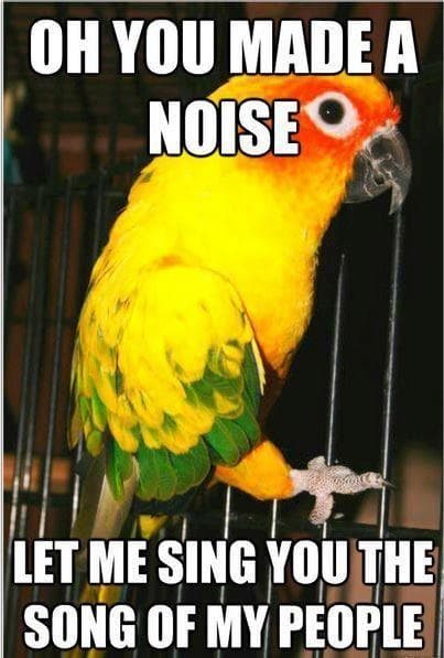The 25 Funniest Parrot Memes, Ranked